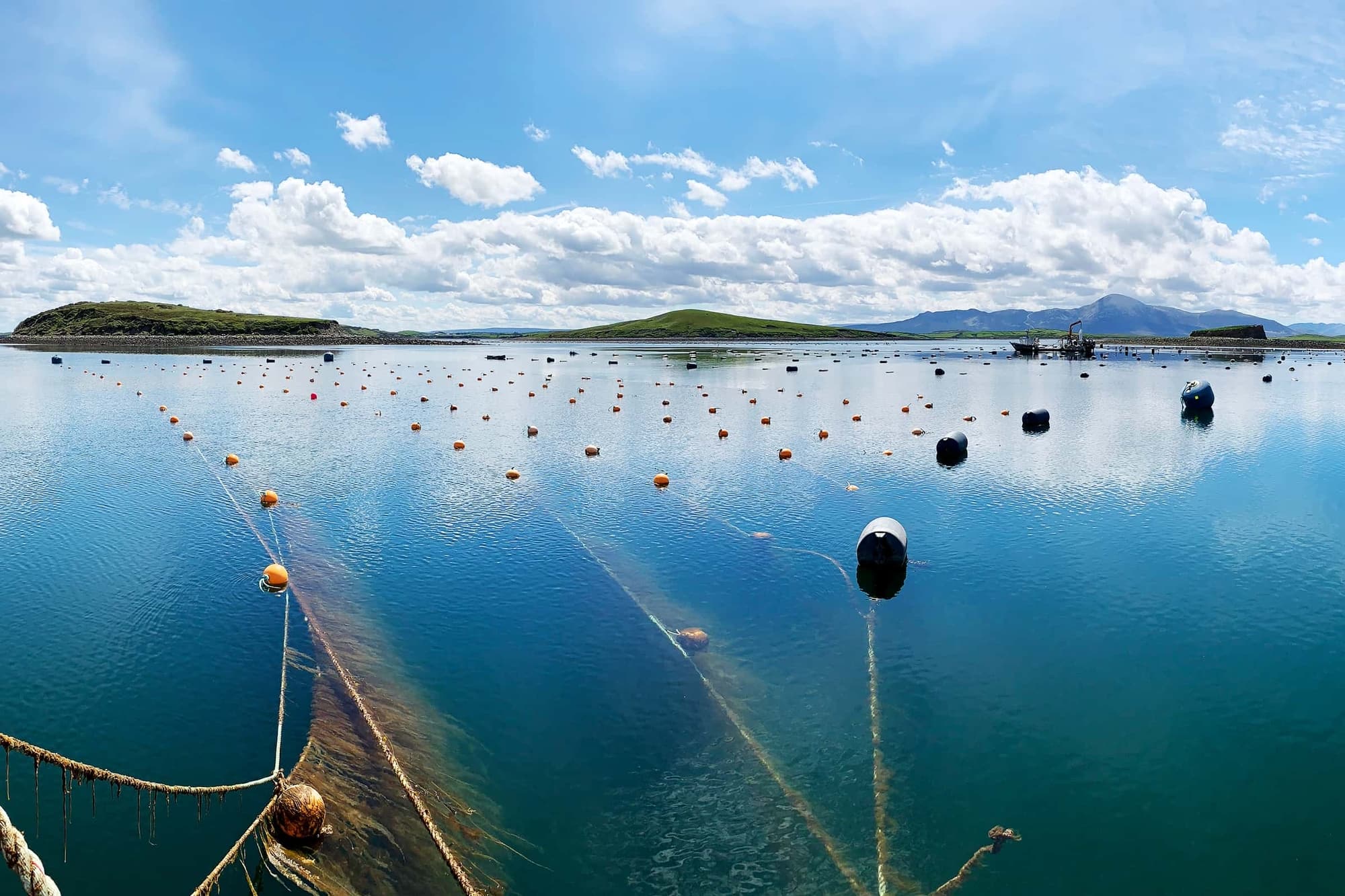 The Seaweed Company | Capturing the value of seaweed