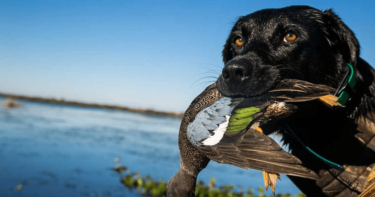 Duck, Pheasant, & Quail Hunting in Louisiana | Covey Rise Lodge