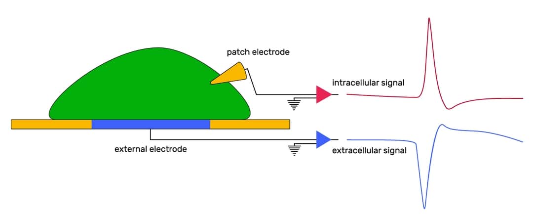 Microelectrode Array (MEA) Explained | 3Brain