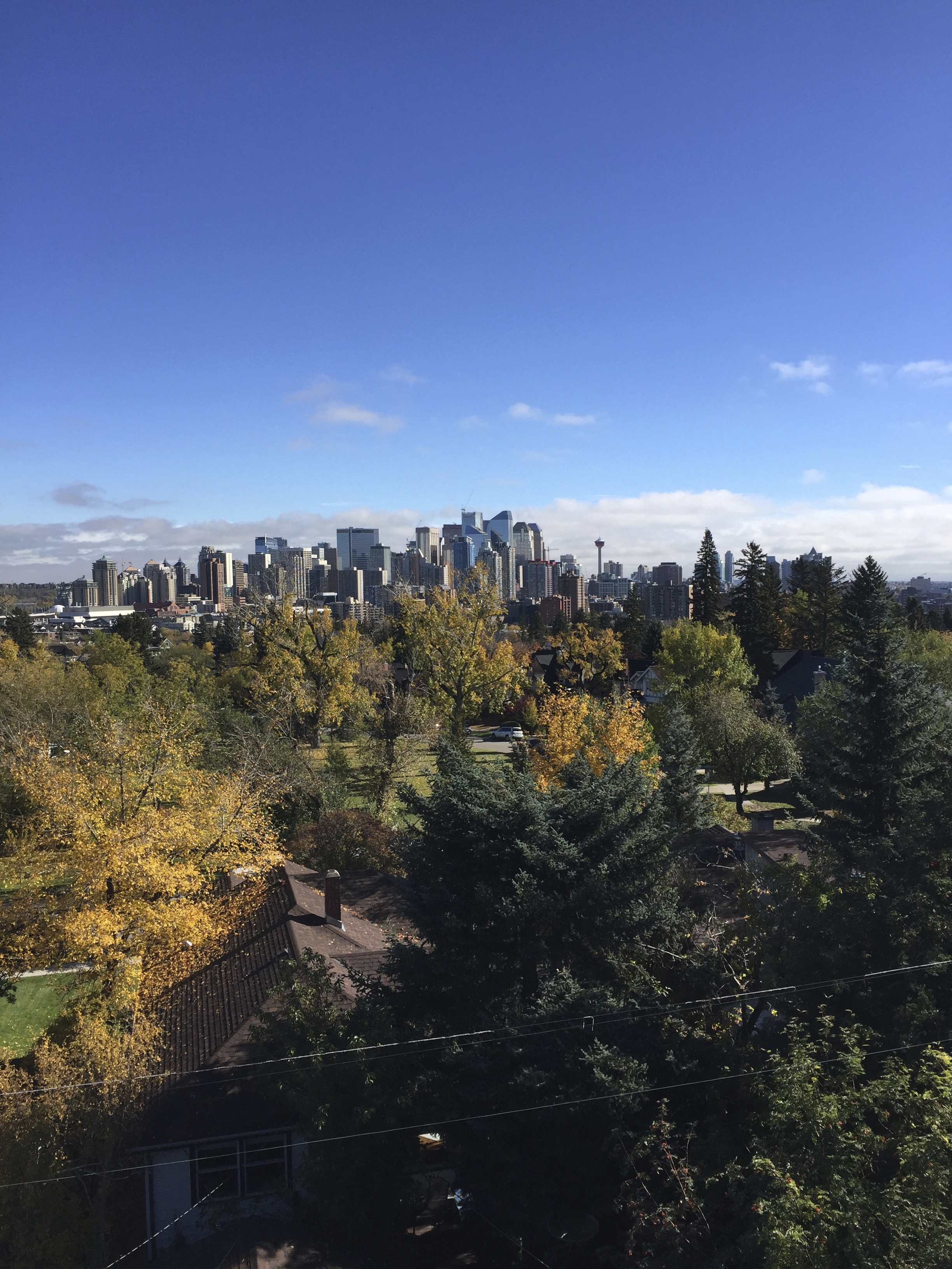 Calgary City Tree Map