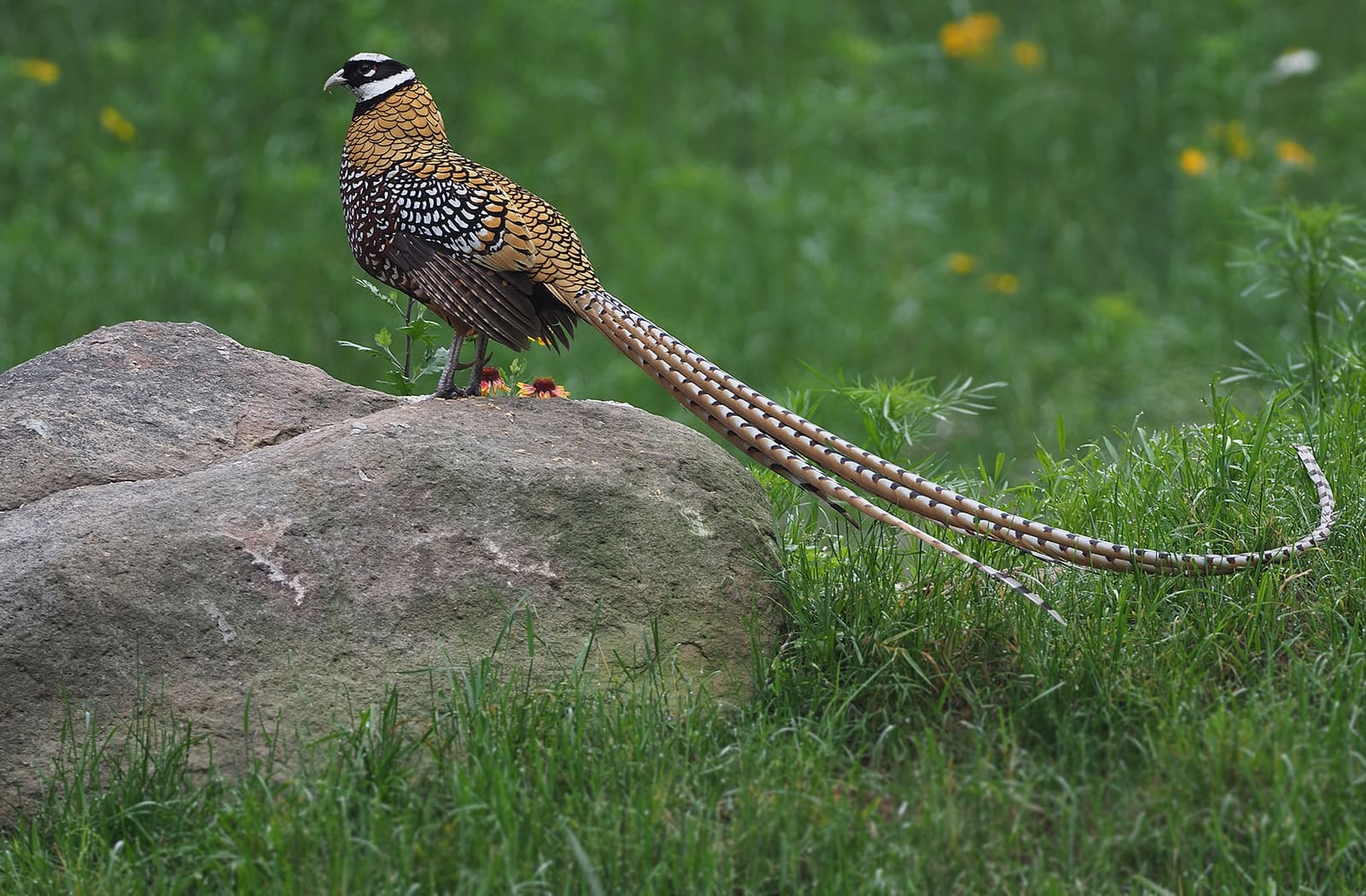Birdtour Asia: birding tours throughout the continent