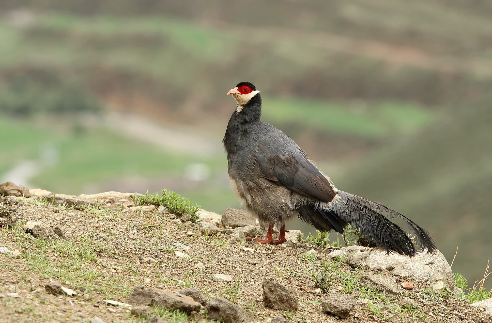 Birdtour Asia: birding tours throughout the continent