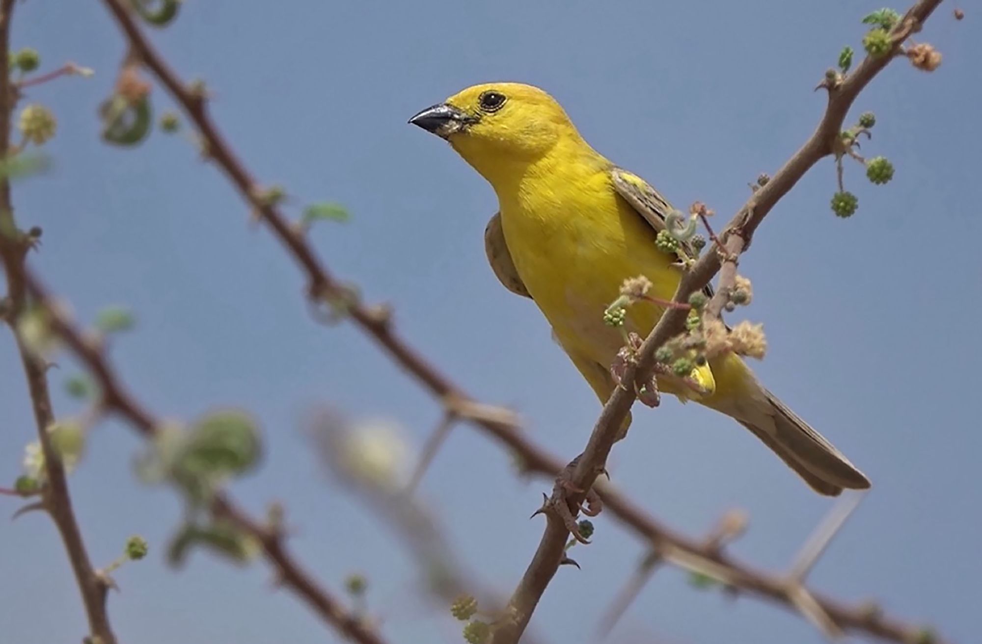 Birdtour Asia: birding tours throughout the continent