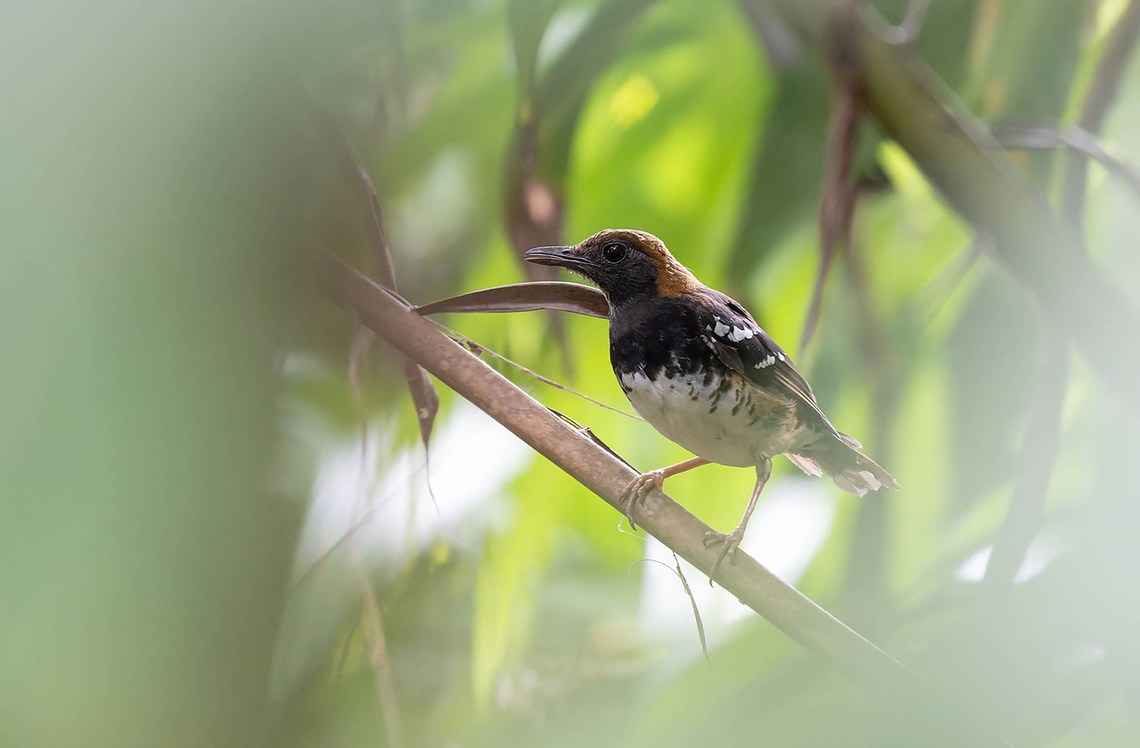 Birdtour Asia: birding tours throughout the continent