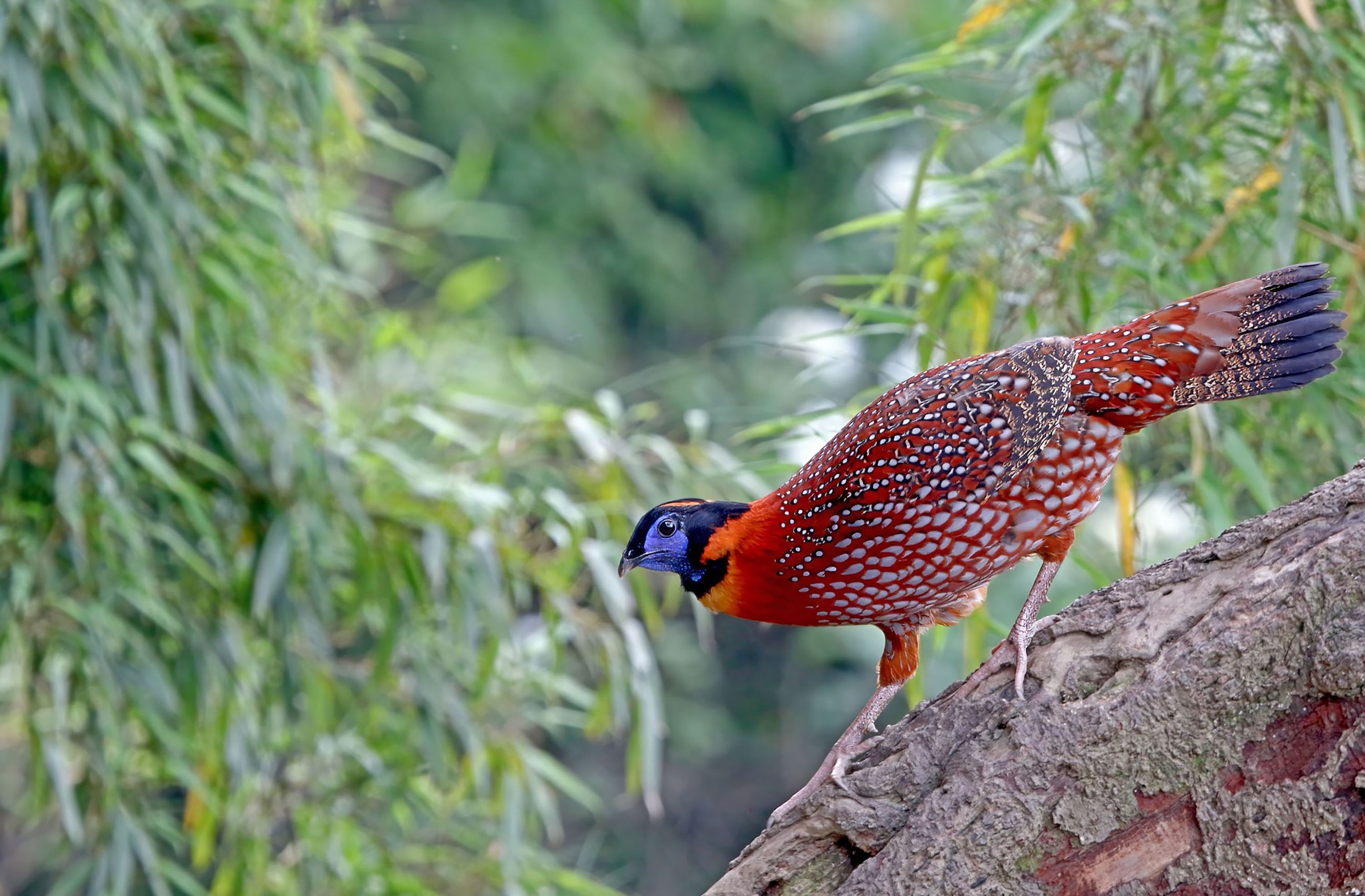 Birdtour Asia: birding tours throughout the continent