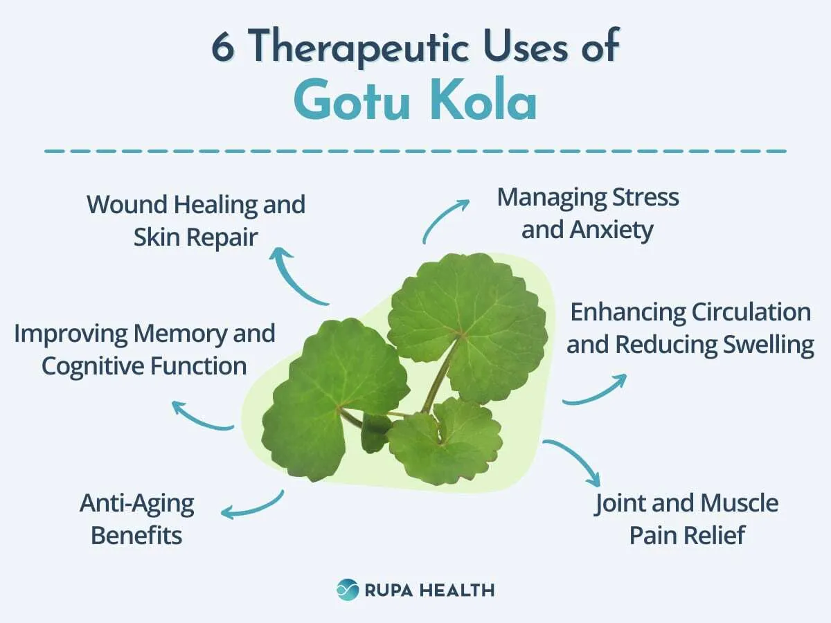 6 Therapeutic Uses of Gotu Kola You Might Not Have Known
