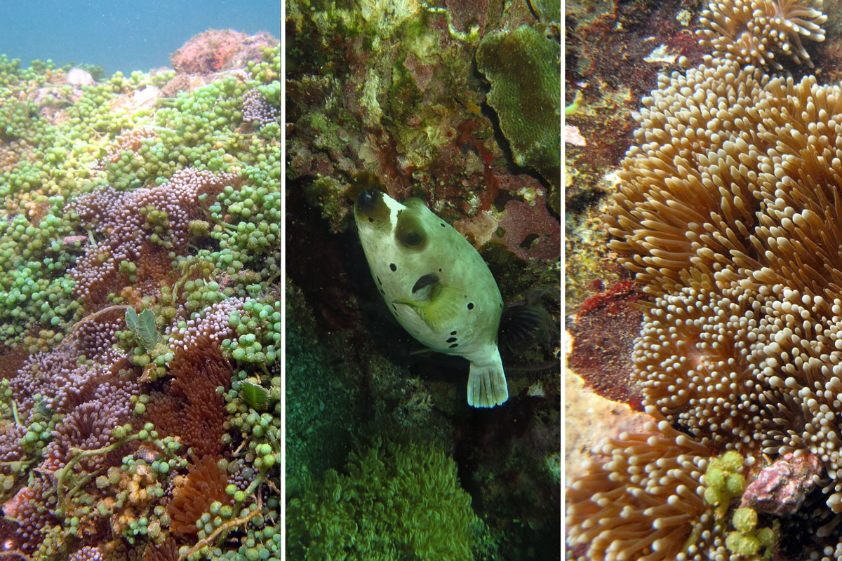 There are unique reef habitats surviving in Manila Bay, scientists say