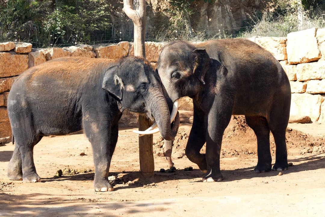 גן החיות התנ"כי בירושלים - דף הבית