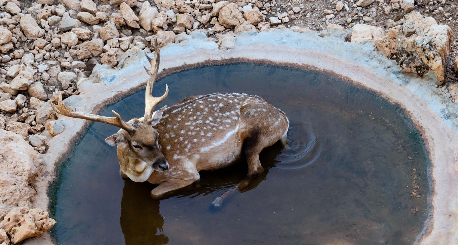 גן החיות התנ"כי דף הבית