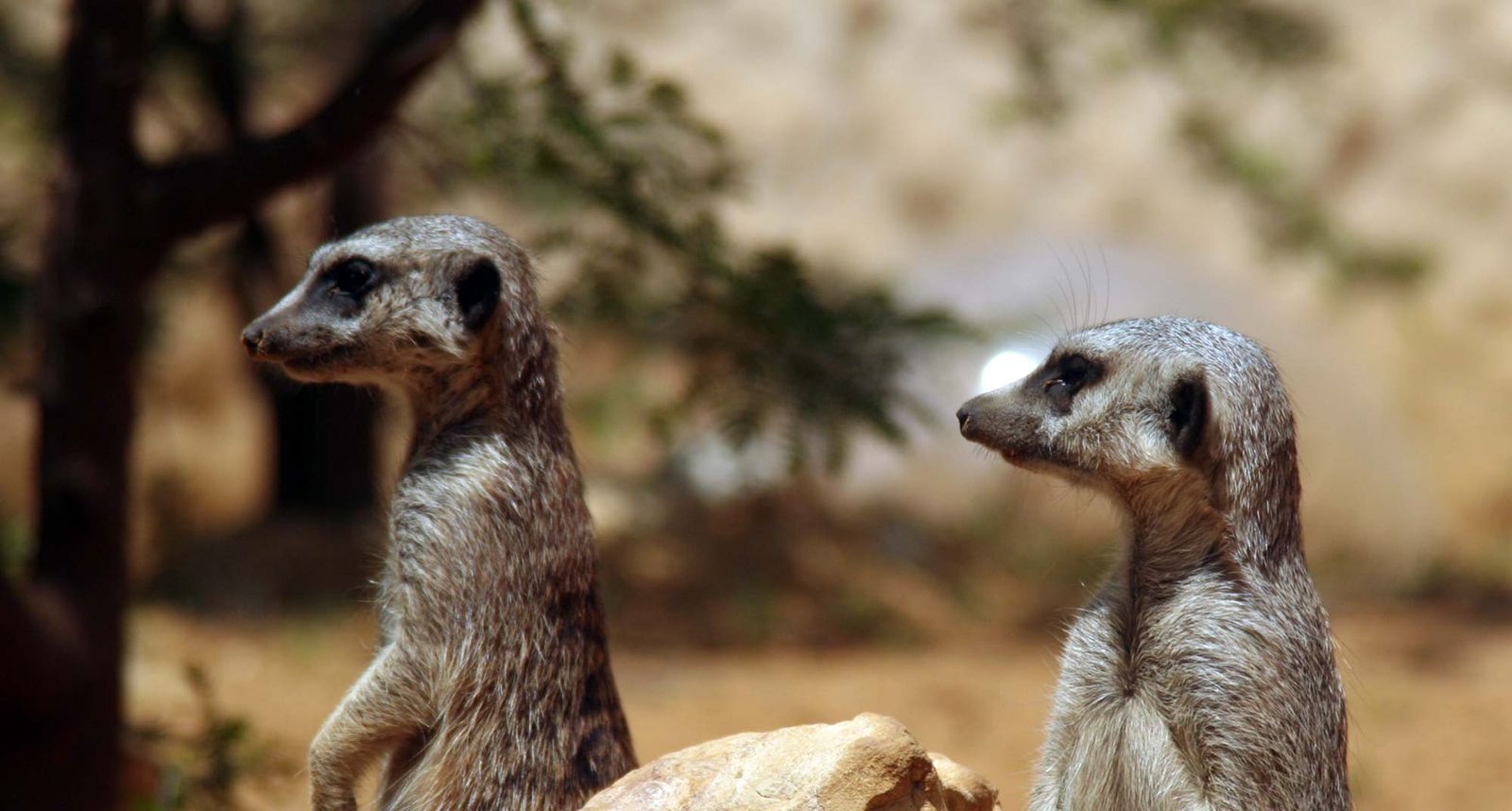 גן החיות התנ"כי בירושלים - דף הבית