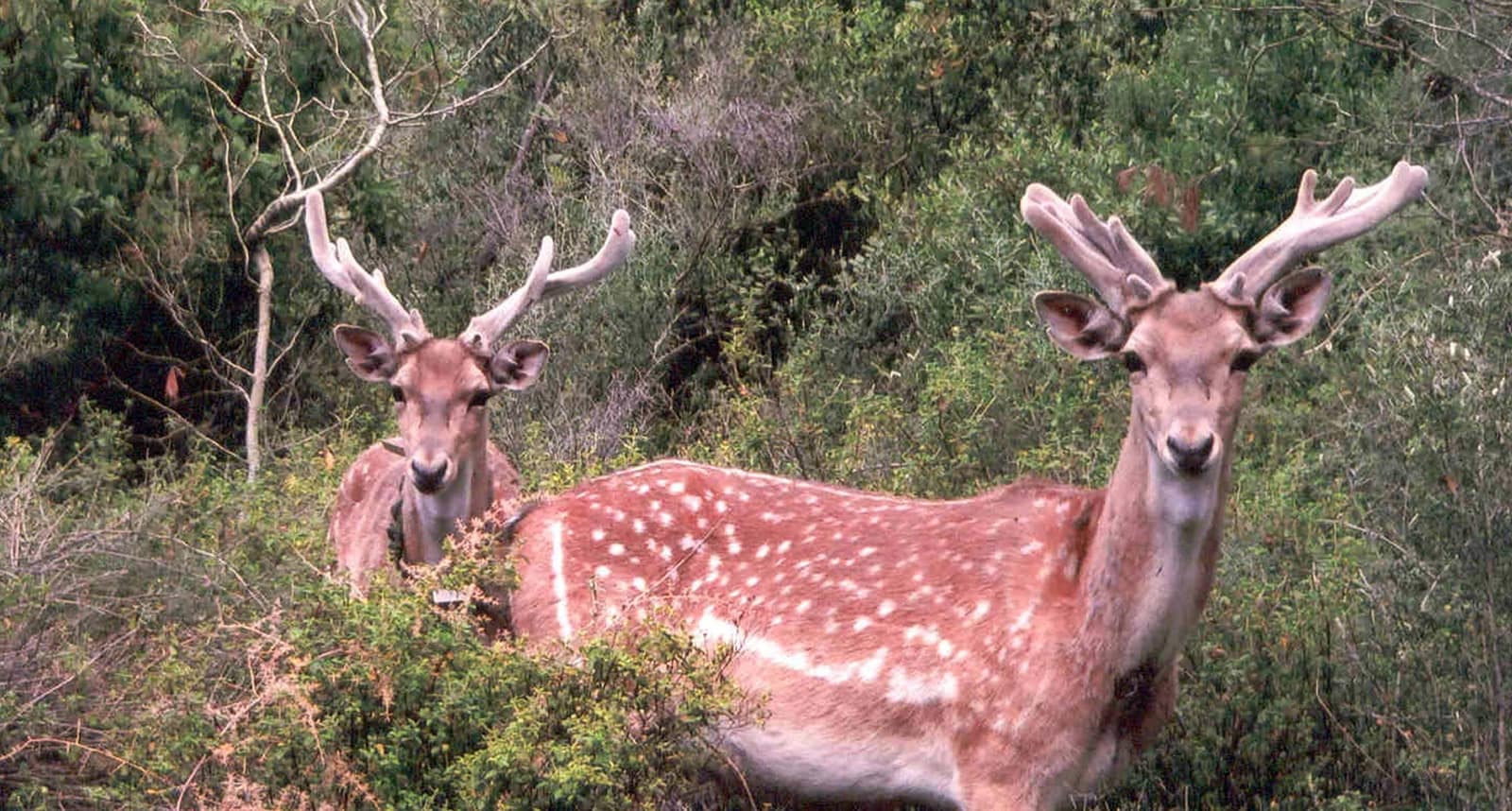 Persian fallow deer