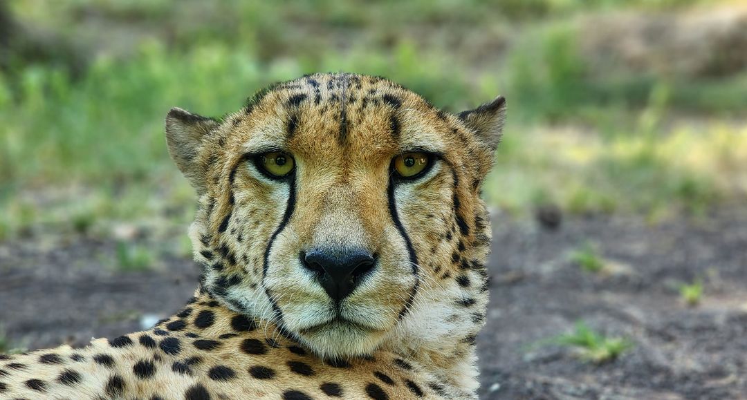 גן החיות התנ"כי בירושלים - דף הבית