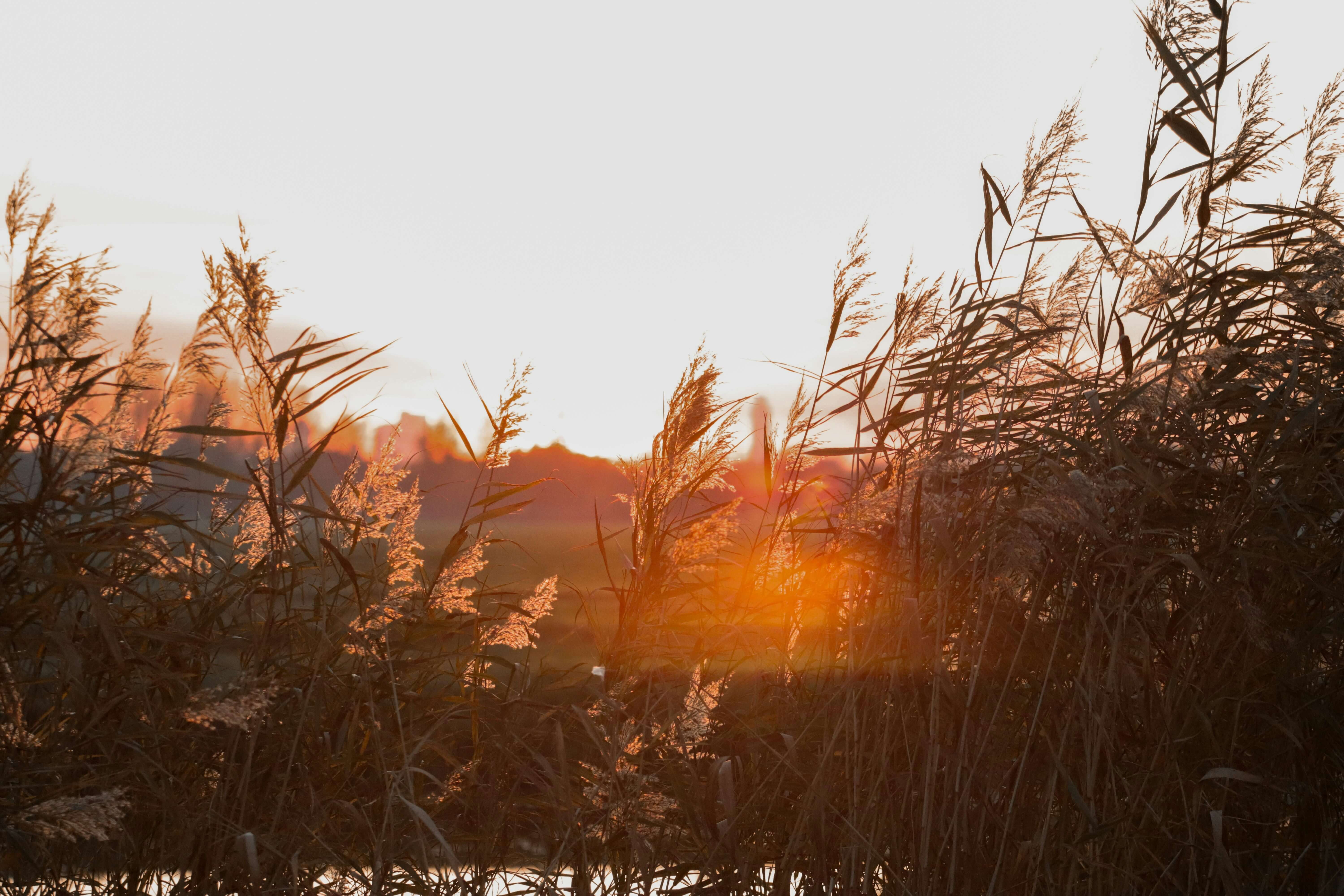 Cultivate the Virtues Within! | Sikh Research Institute