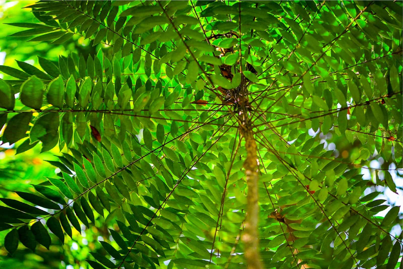 Biotropics Malaysia Berhad
