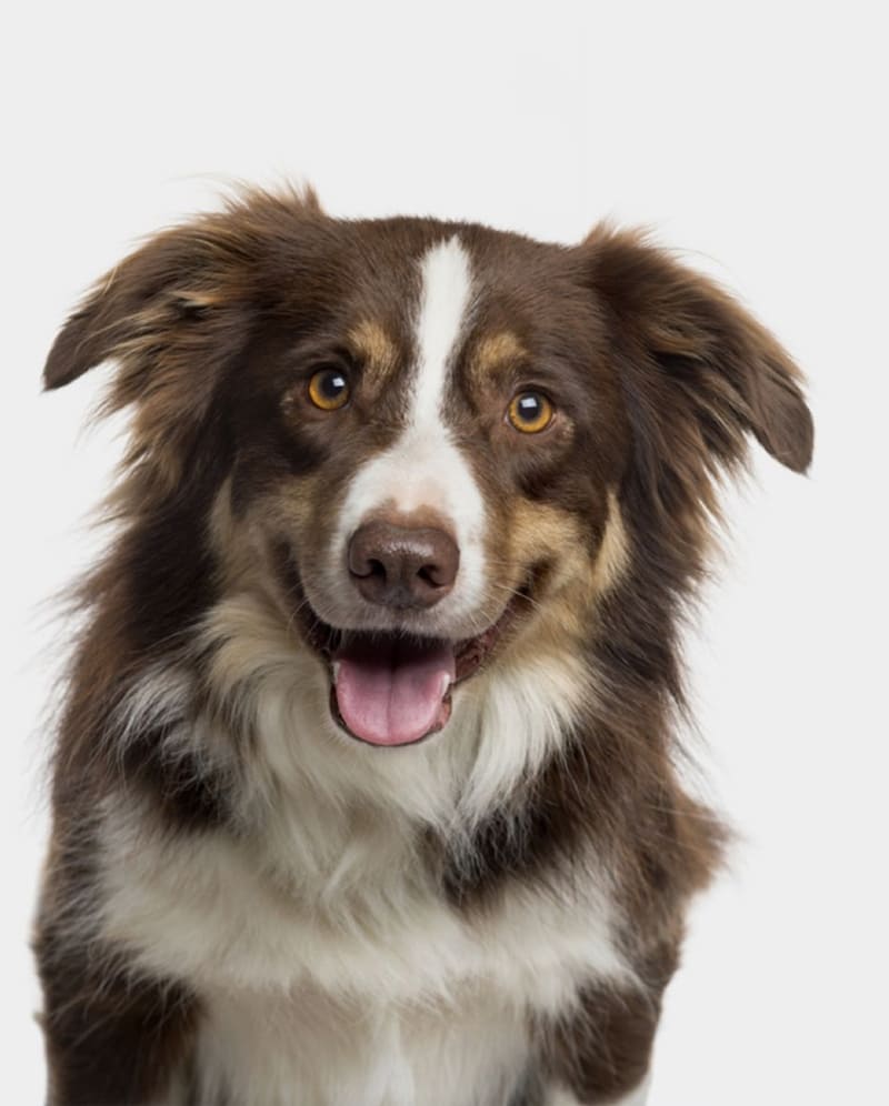 Dog Food Delivery I Kabo