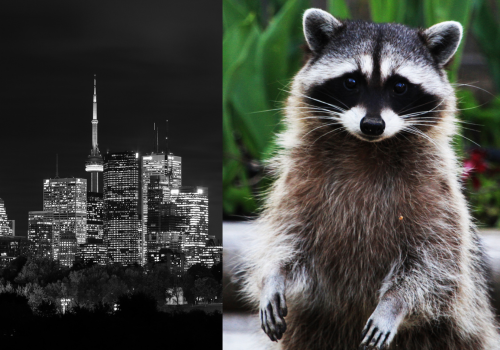 HUNGRY RACCOON CAUSES 3-HOUR POWER BLACKOUT FOR CITY OF TORONTO, CANADA