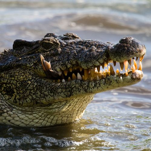 Eventyrlig nært | Dyrehagen på Brokelandsheia, Sørlandet