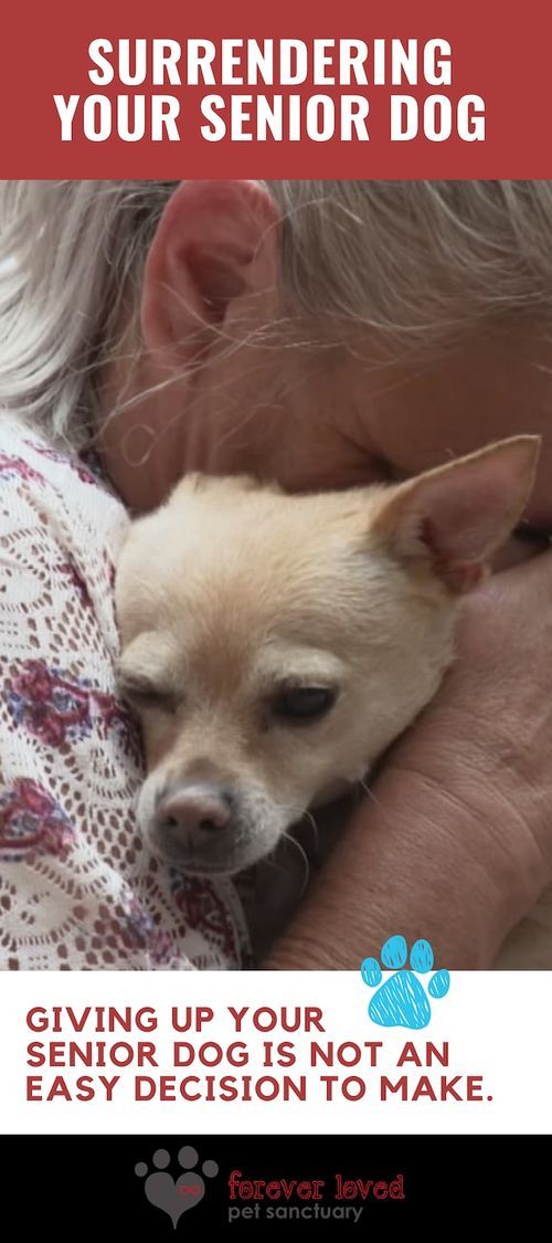 Thank you - Dog Surrender