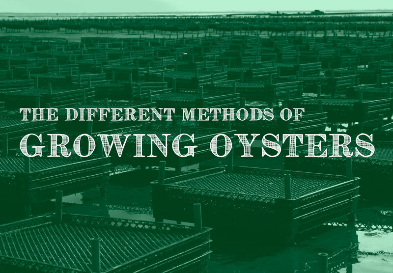 The Different Methods of Growing Oysters | Pangea Shellfish Company