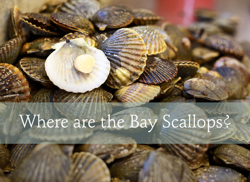 Where are the Nantucket and Vineyard bay scallops? | Pangea Shellfish ...