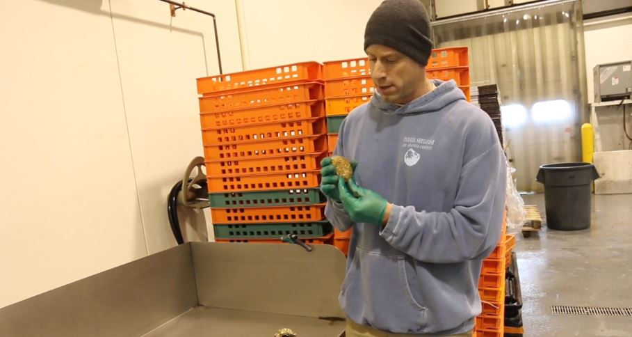 Farmed versus Wild Oysters — Is One Better Than the Other? | Pangea ...