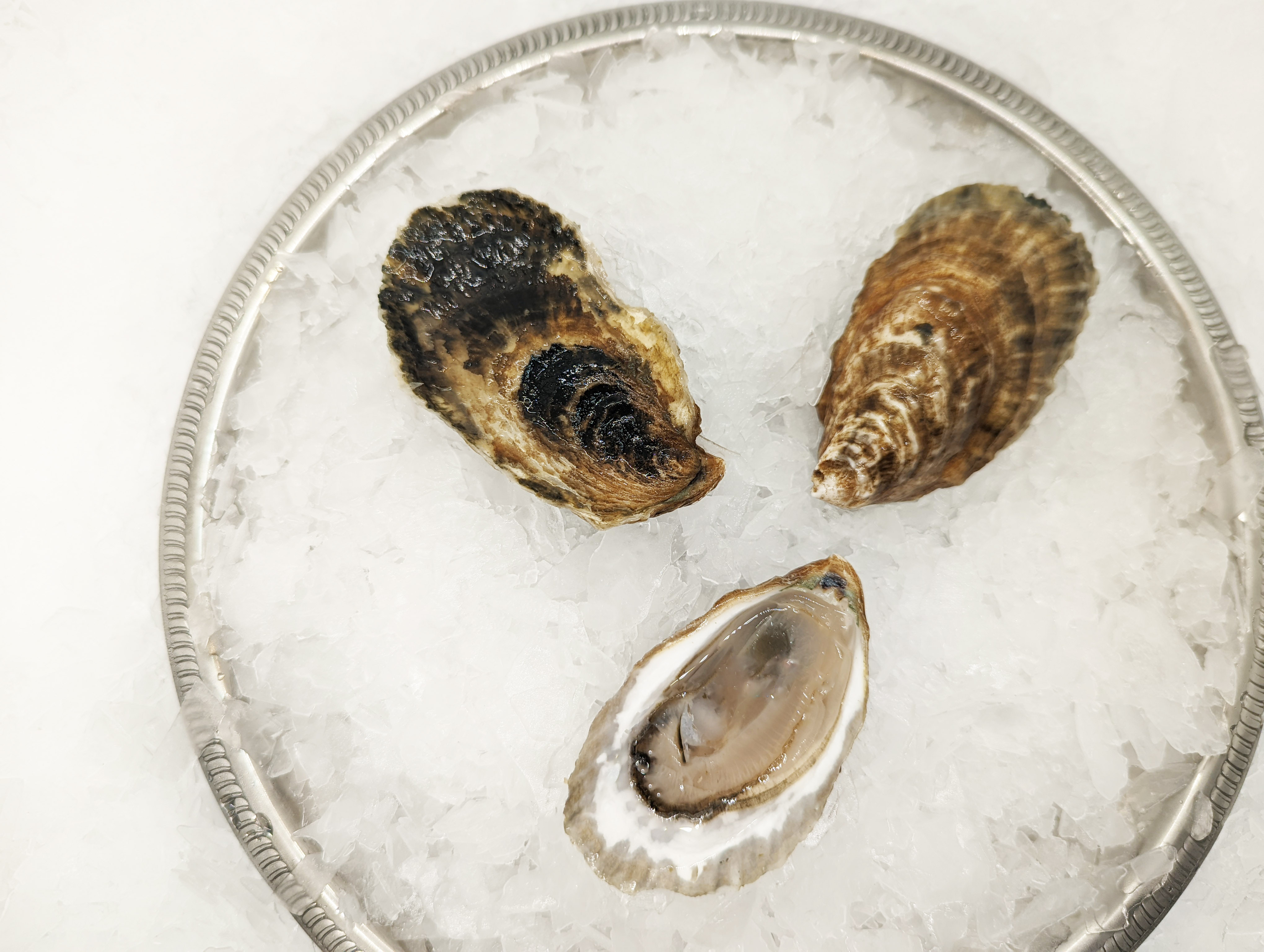 Wellfleet Oyster — Oysterology Online | Pangea Shellfish Company