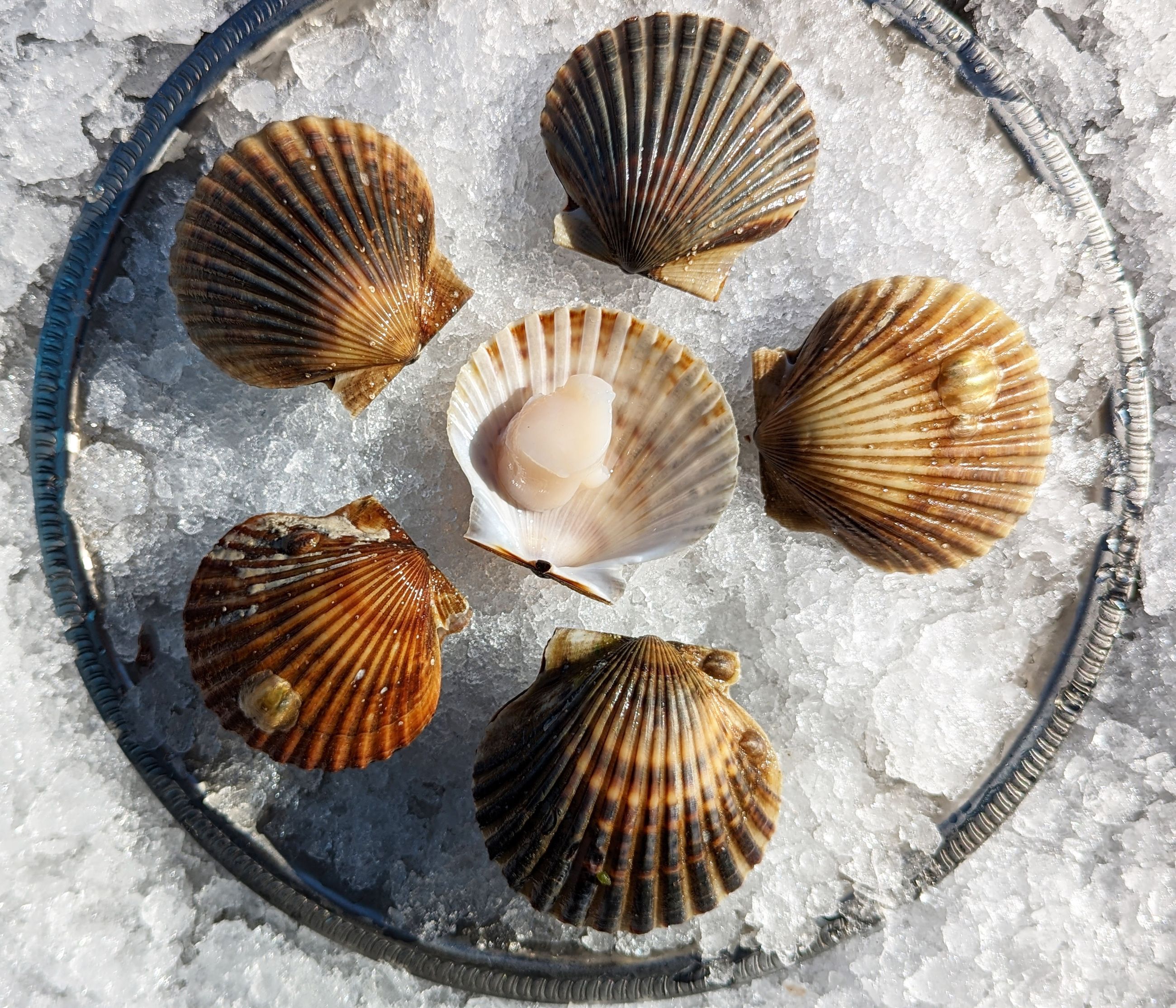 Hard Shell Clams — Products | Pangea Shellfish Company