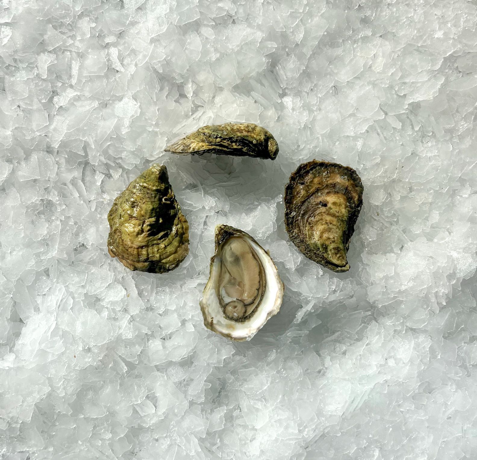 Great Salt Pond Oyster — Oysterology Online | Pangea Shellfish Company