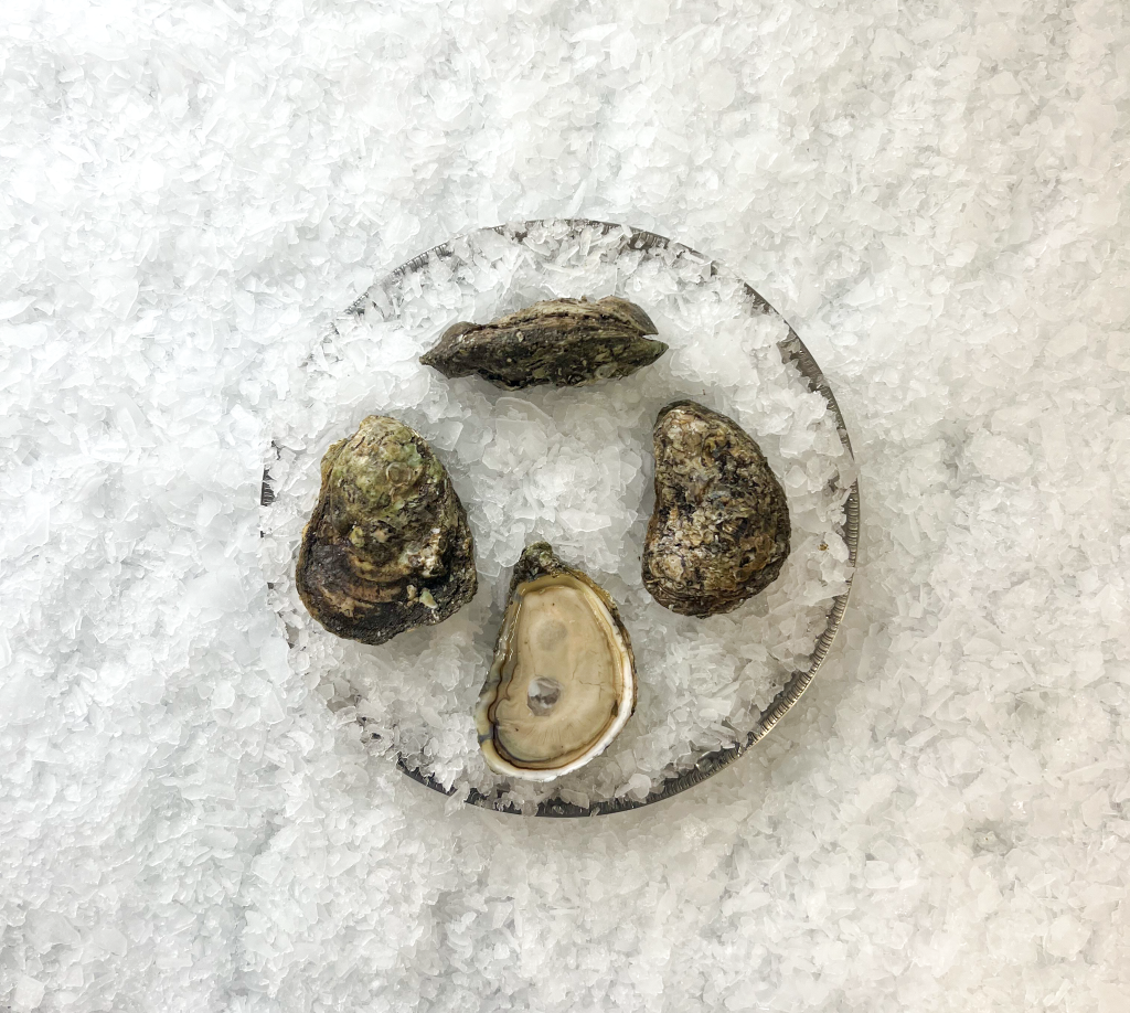 Long Island Bluepoint Oyster — Oysterology Online | Pangea Shellfish ...