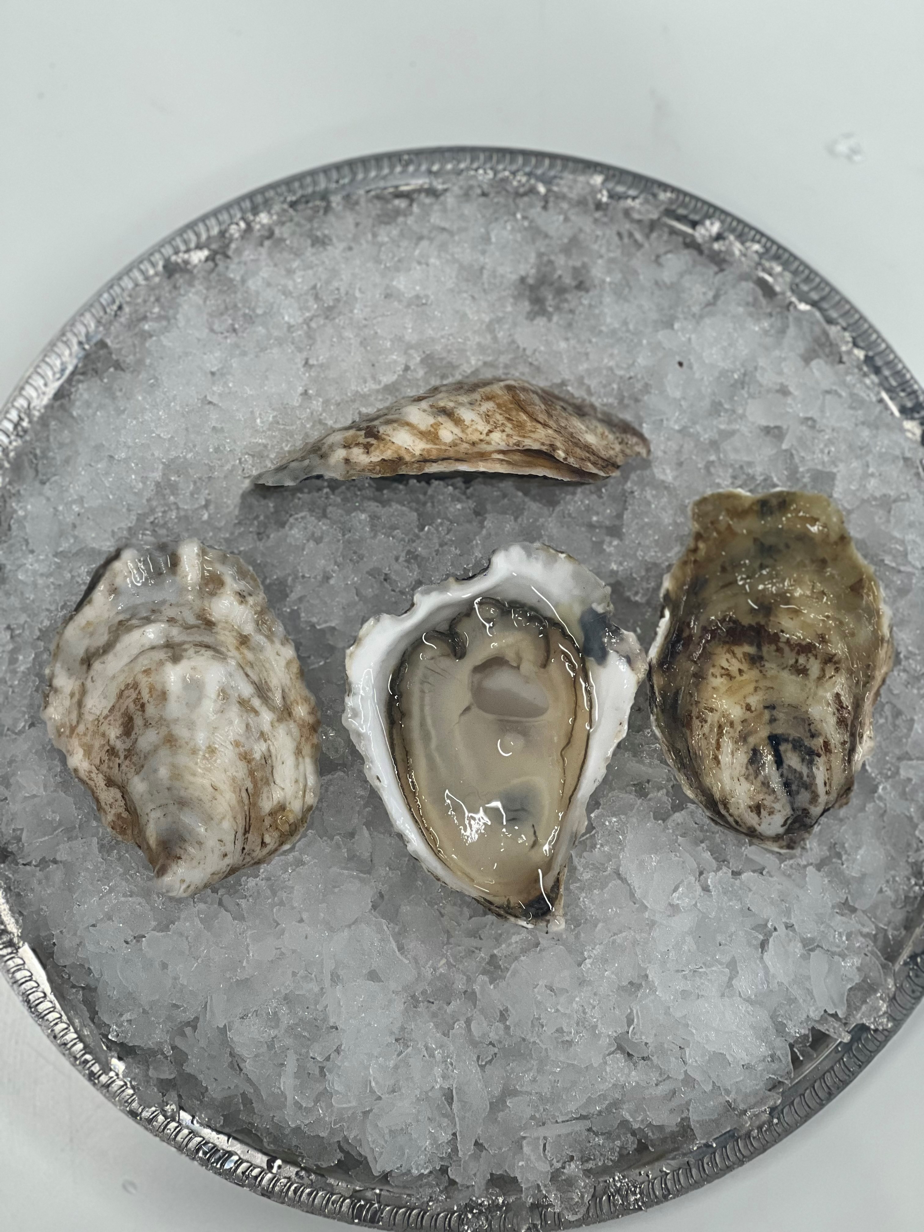 Rowley River Oyster — Oysterology Online | Pangea Shellfish Company