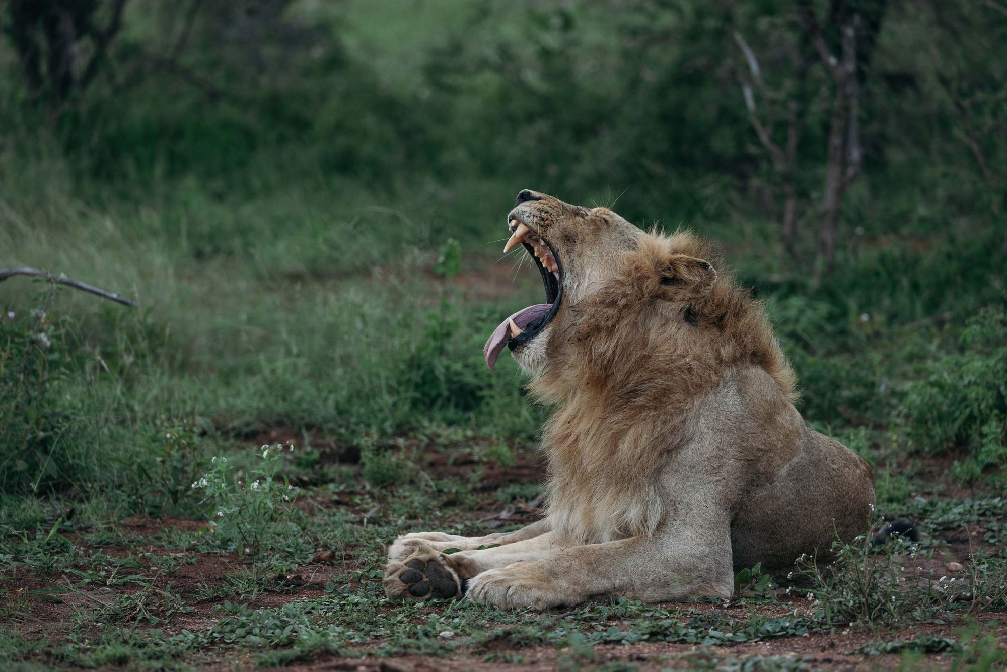 Isambane Camp Tented Lodge| Greater Kruger - South Africa Eco Bush Camp