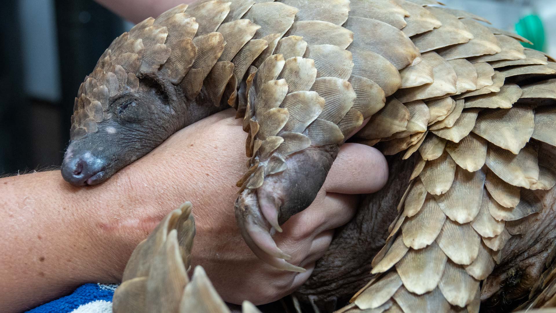 Conservation | Tracking tags for rehabilitated pangolins