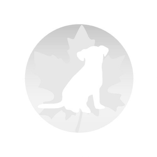 BusyPaws | Client Scheduling and Booking