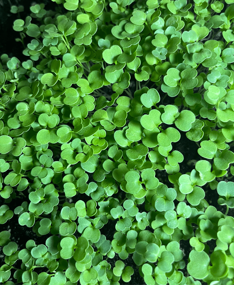 Starlight Farm | Made in Oklahoma