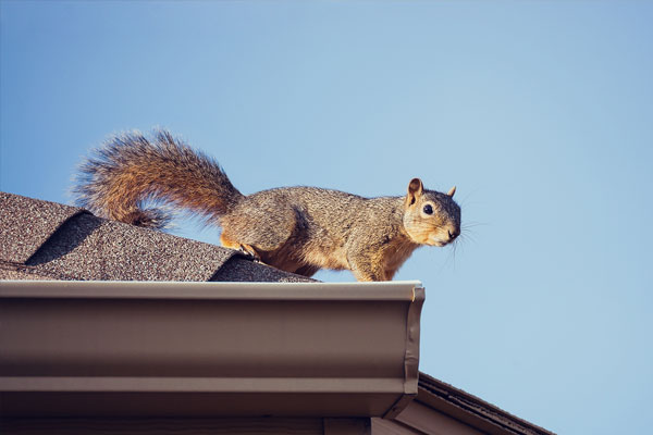 How to Prevent Squirrels in the Attic This Fall