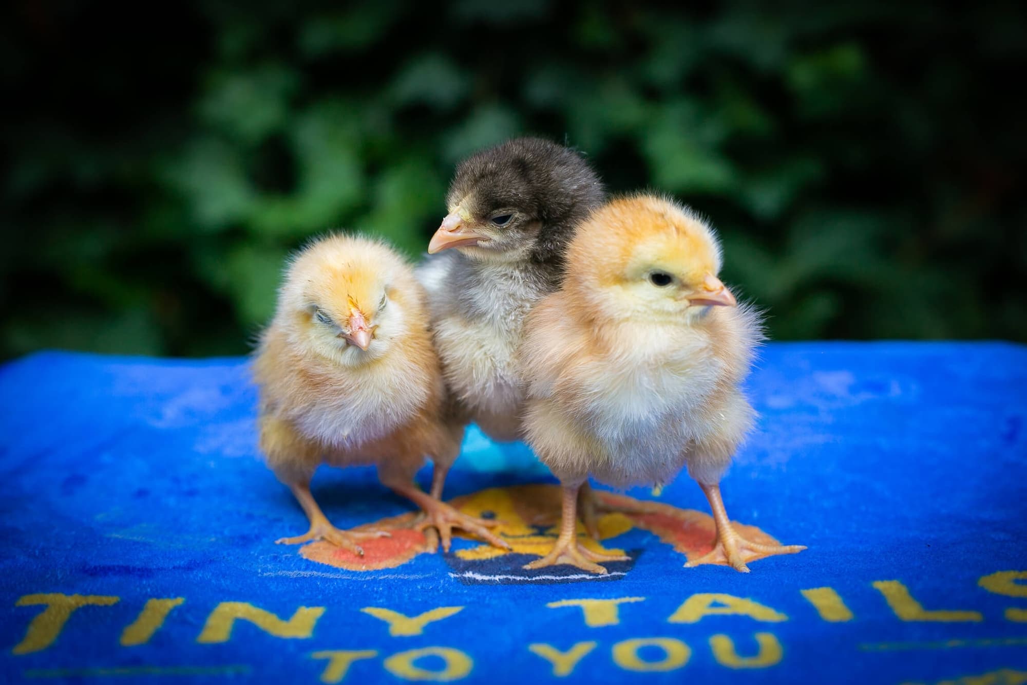 Chicks | Tiny Tails to You