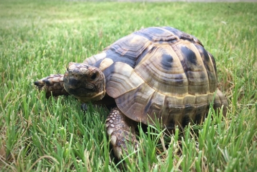 Tortoises | Tiny Tails to You