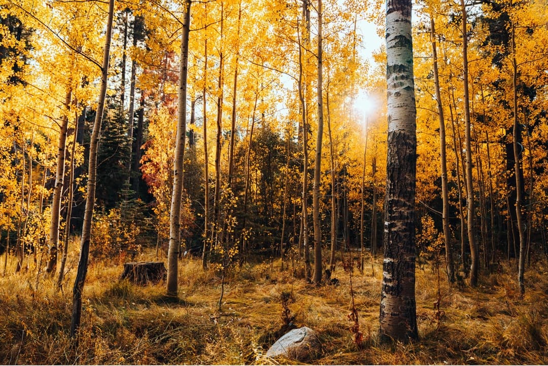 Tripio - It's never been easier to explore