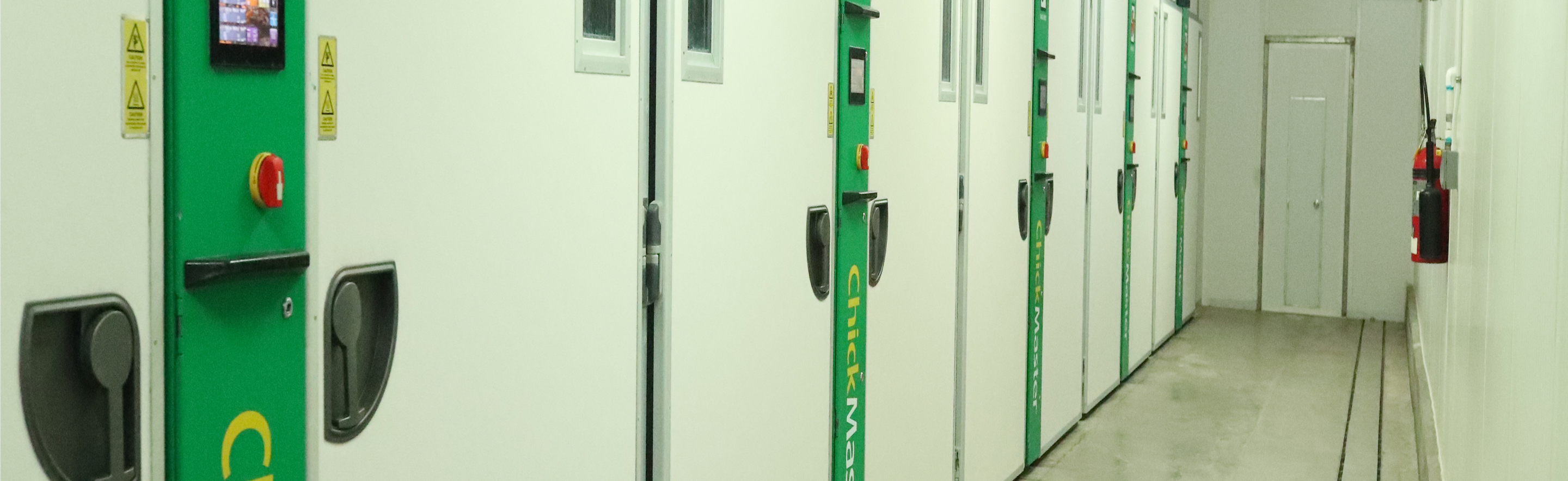 Caribbean Hatchery | Supplying Healthy Baby Chicks Across Jamaica