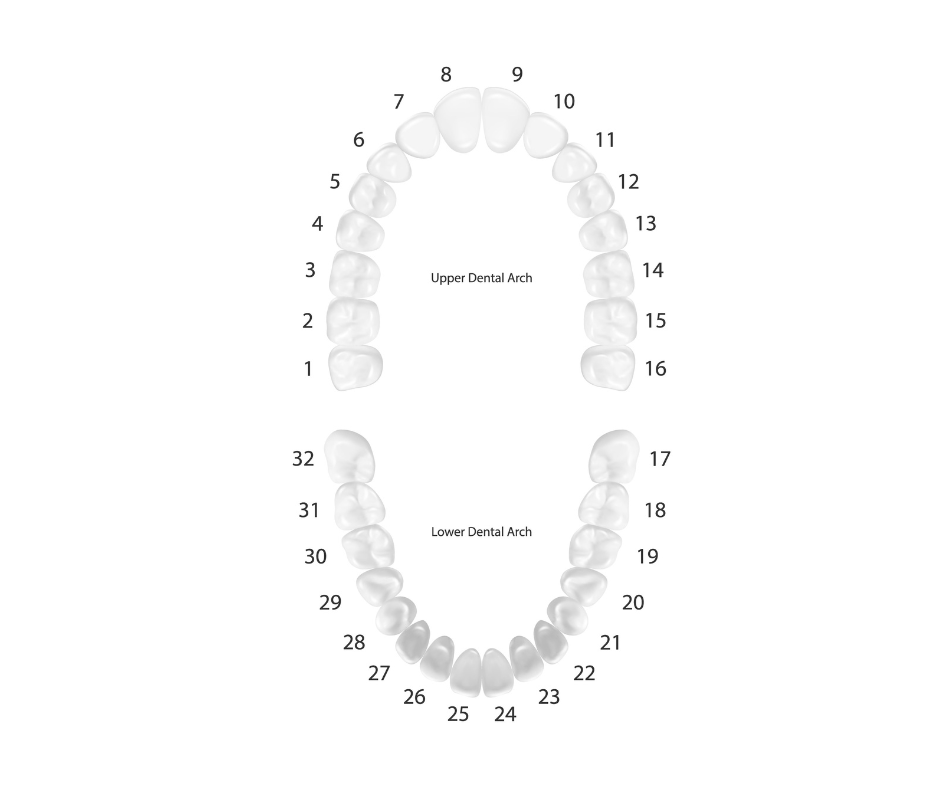 What are Bicuspid teeth?