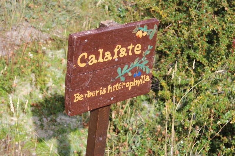 RIXNER INTERNATIONAL | The Mystical Calafate Berry: Legends and Treats