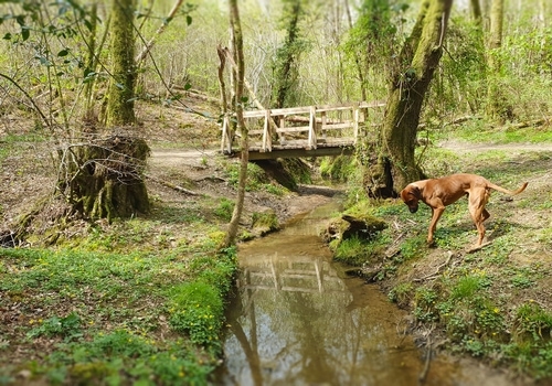 Dog Walk at Frillinghurst Wood