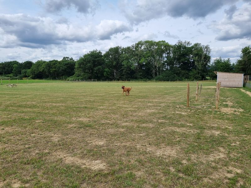 Dog Walk at Paw Paddock - Horsham