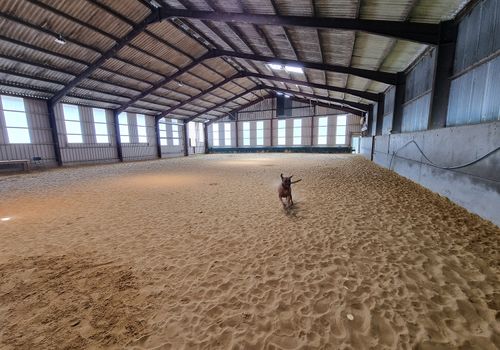 Secure Dog Fields