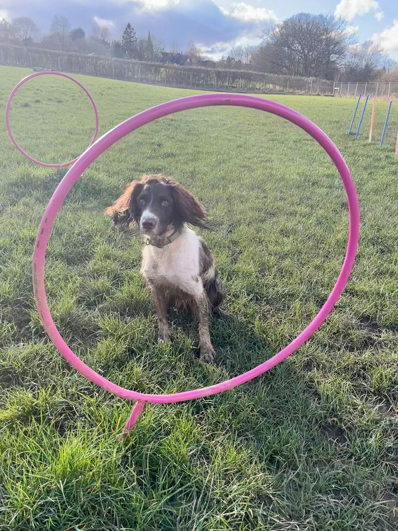 Dog Walk at The Paddock - Shotteswell Secure Dog Field