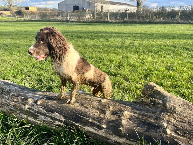 Dog Walk at The Paddock - Shotteswell Secure Dog Field