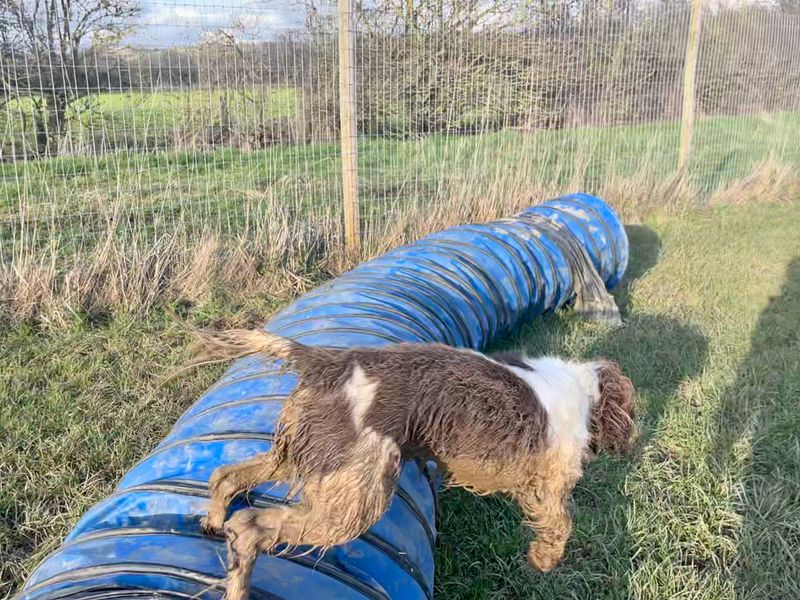 Dog Walk at The Paddock - Shotteswell Secure Dog Field