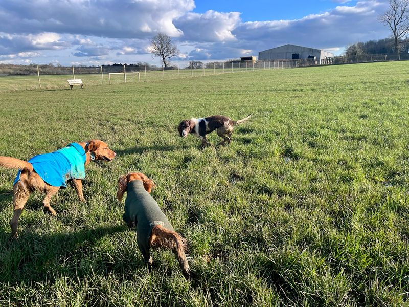 Dog Walk at The Paddock - Shotteswell Secure Dog Field