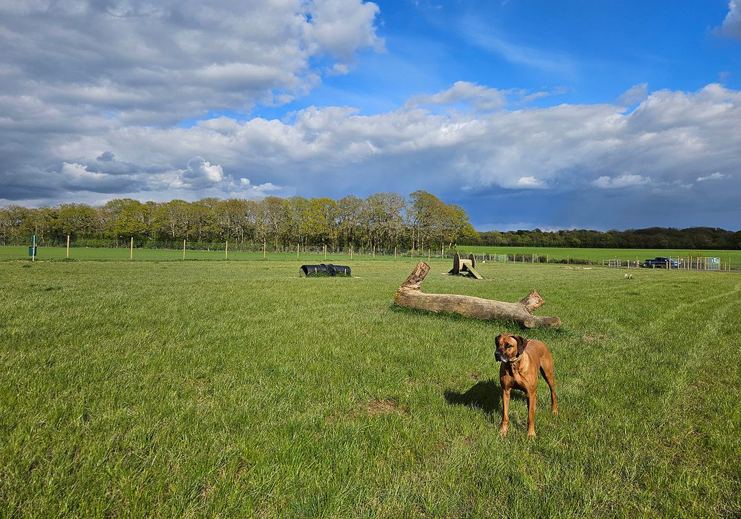 Secure Dog Fields