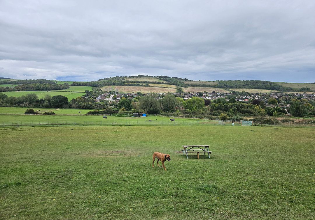 Secure Dog Fields